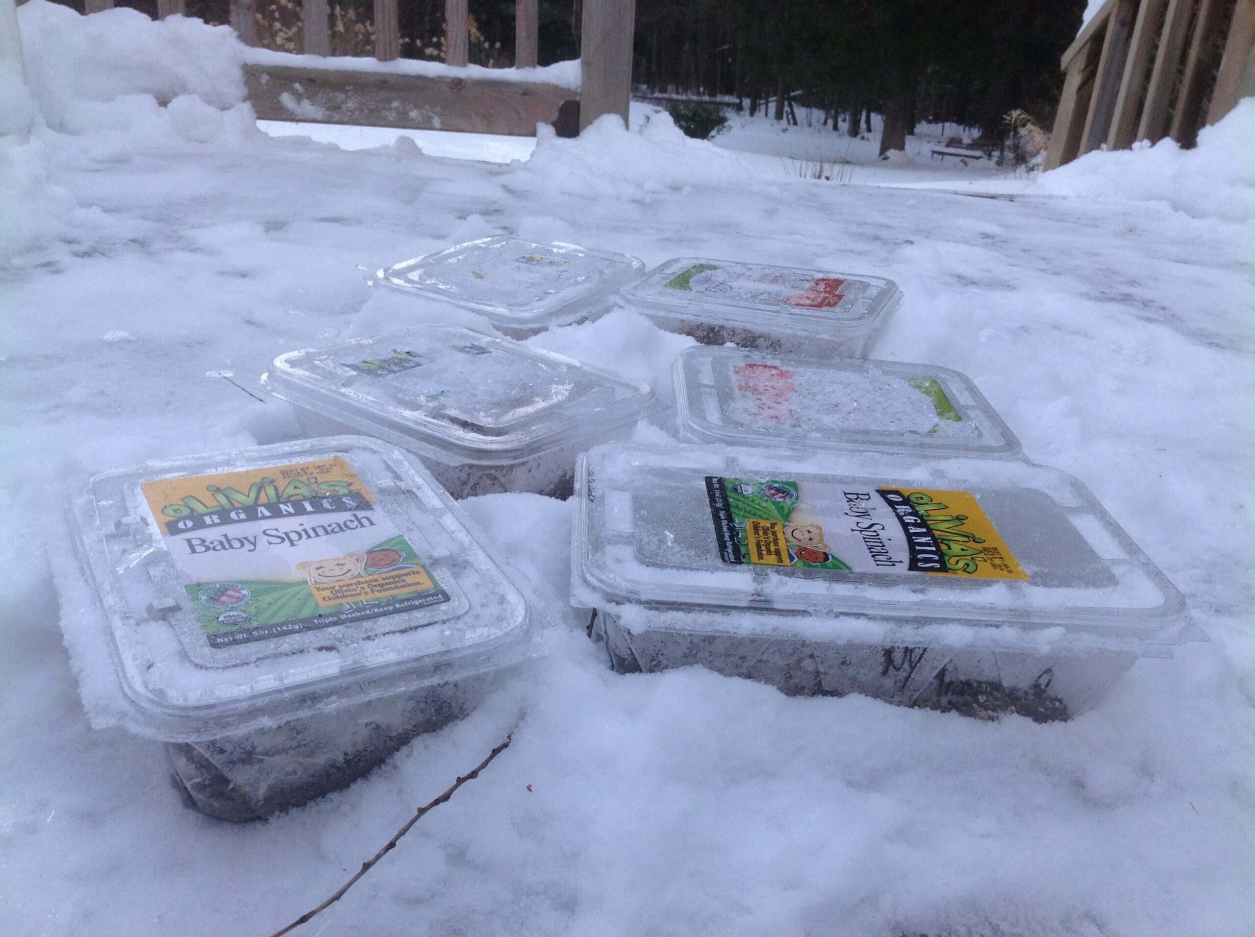 Winter Seed Sowing Projects - Jessecology