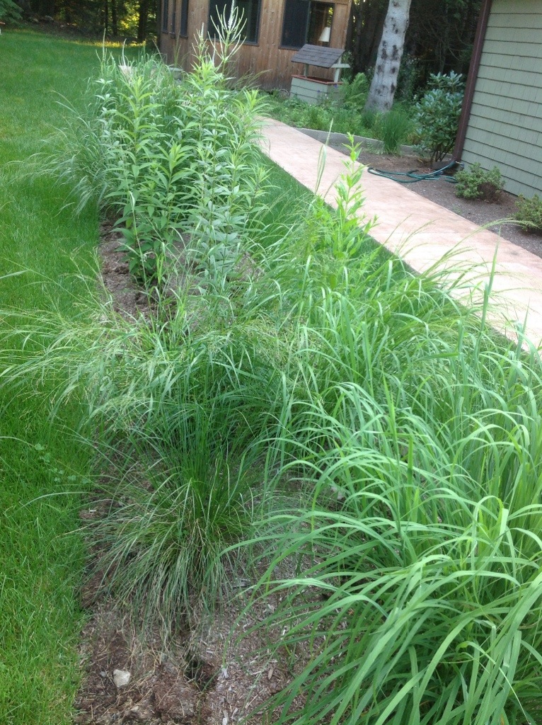 More Rain Gardens - Jessecology