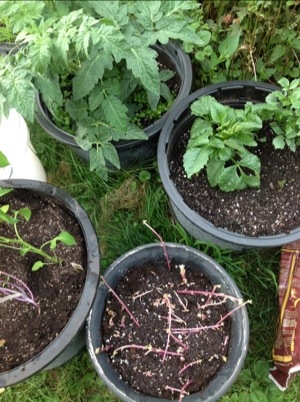 Easy Potato Garden DIY - Jessecology