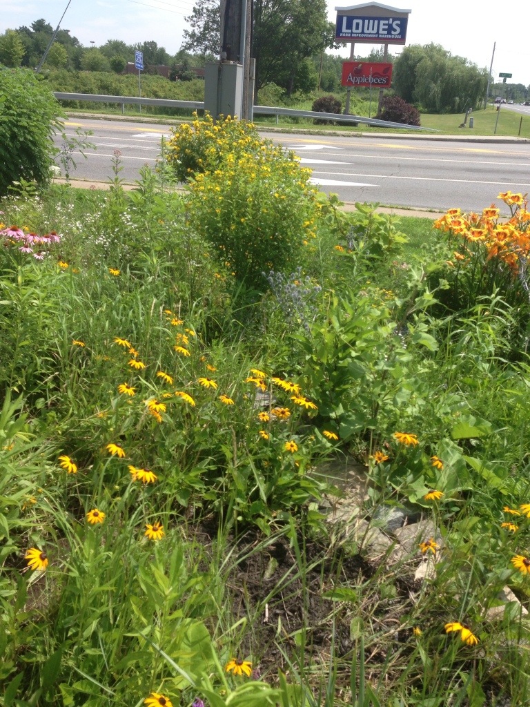Municipal Gardens Project - Jessecology