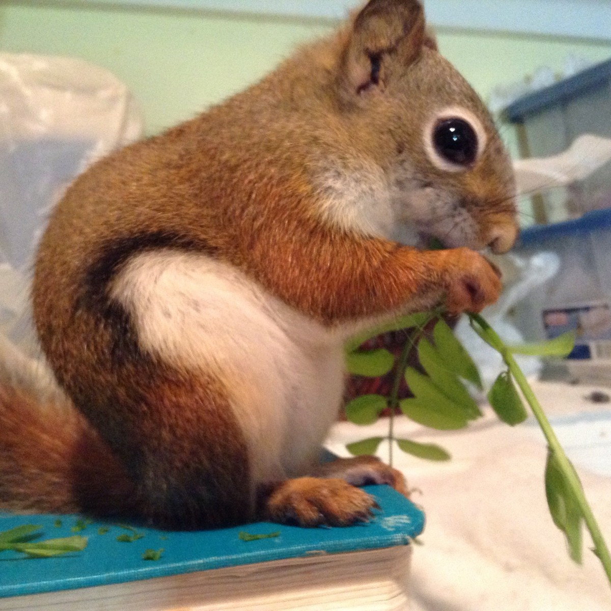 Peeking into the Wildlife Rehabilitators World - Jessecology