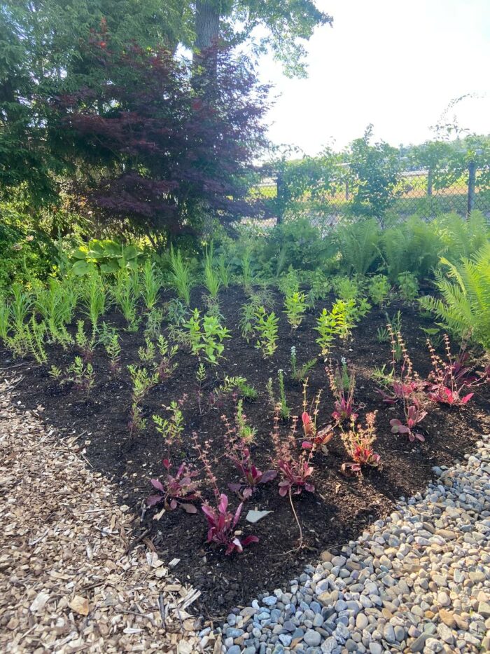 DIY Planting Native Plants - Jessecology