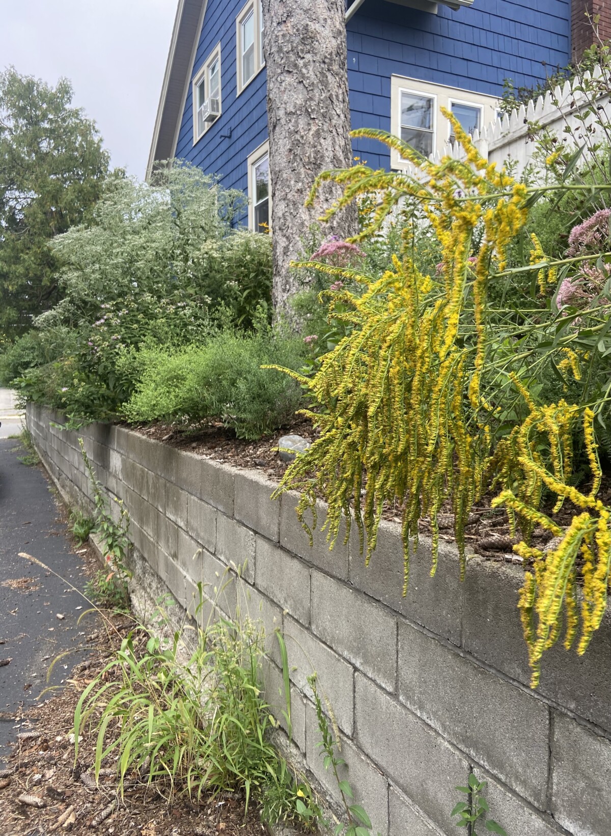 Weeds: Interpretation - Jessecology