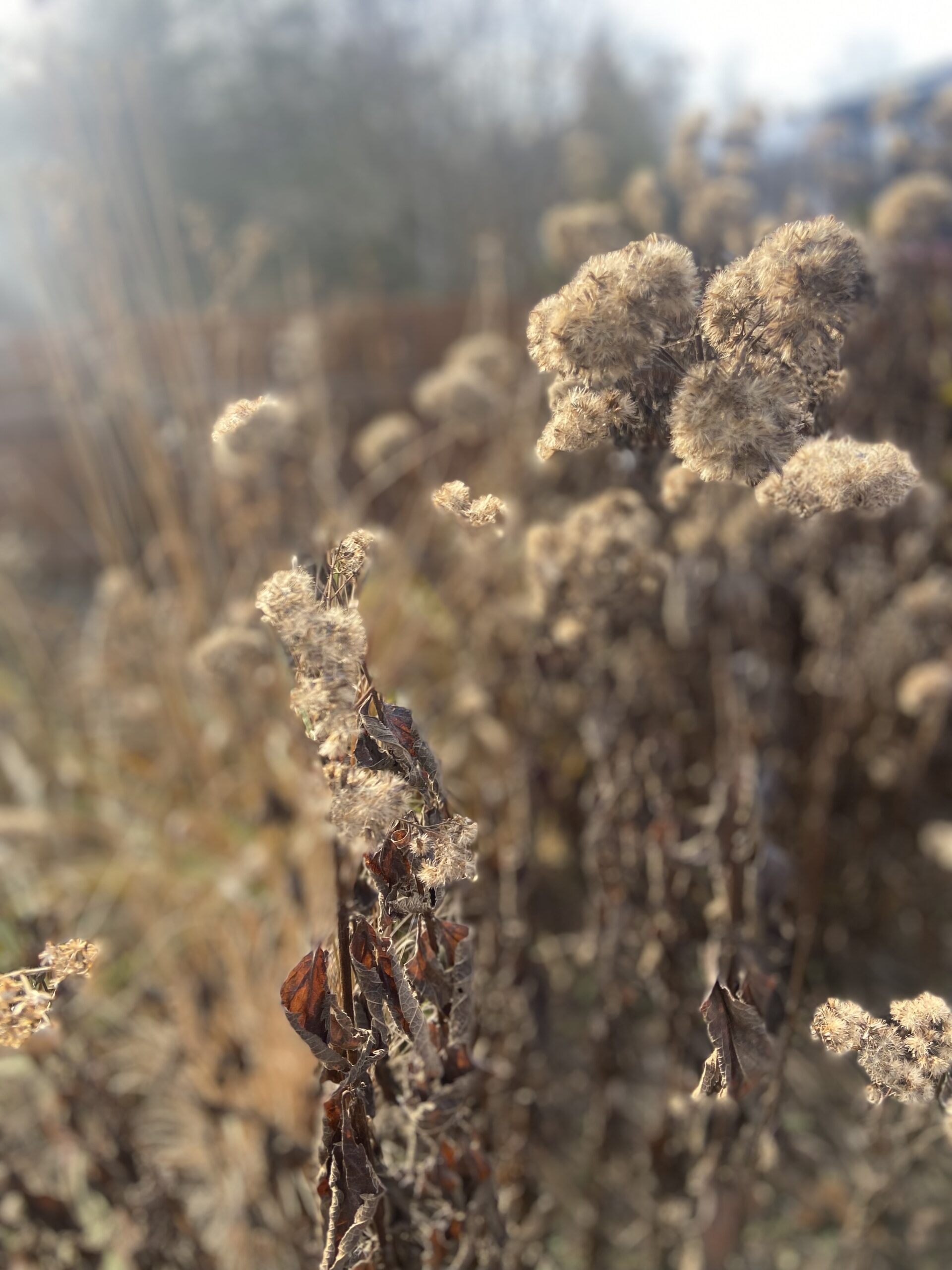 Native Seed Bombs - Jessecology