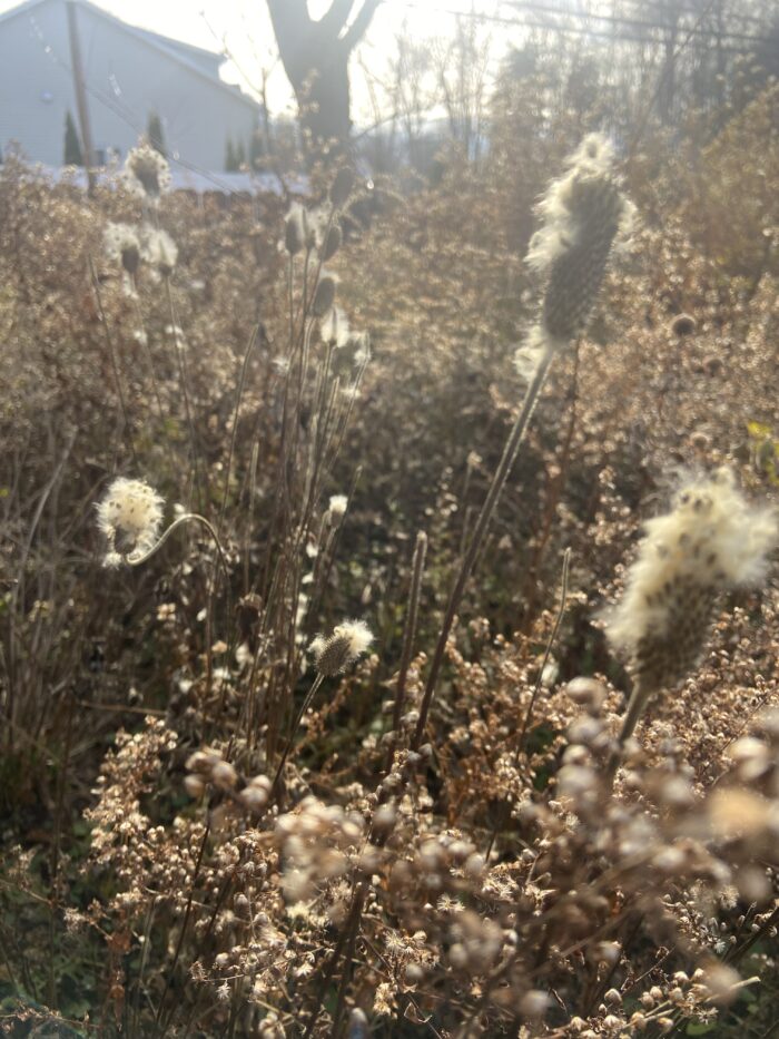 Thimbleweed (Anemone virginiana) - Jessecology