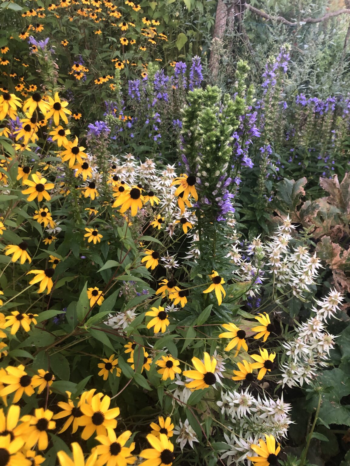 Monarda punctata Spotted Horsemint - Jessecology