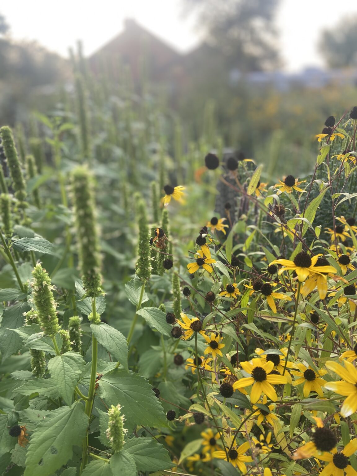 Native Gardens 101: The Benefits of Native Plants - Jessecology