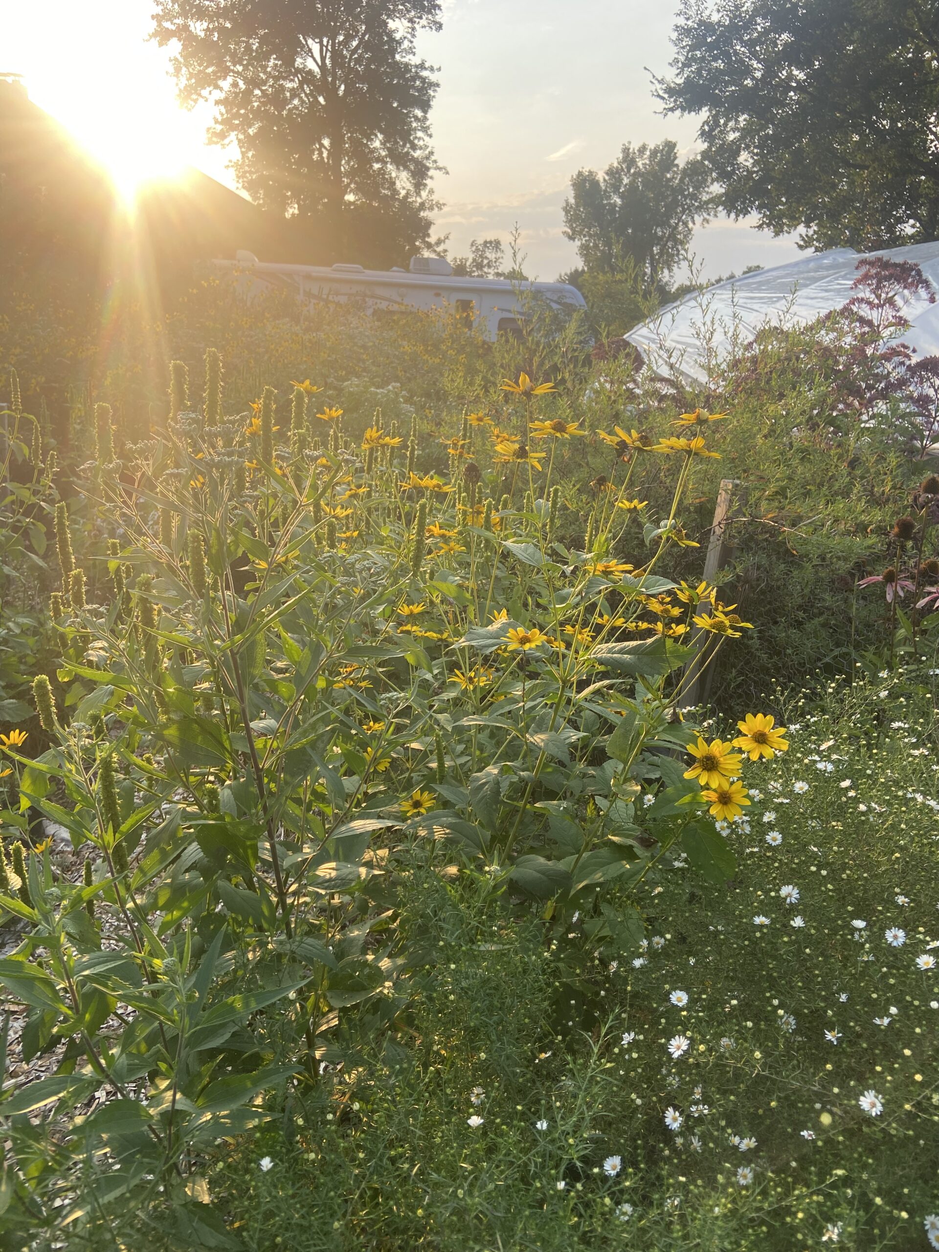 Buying Native Plants - Jessecology