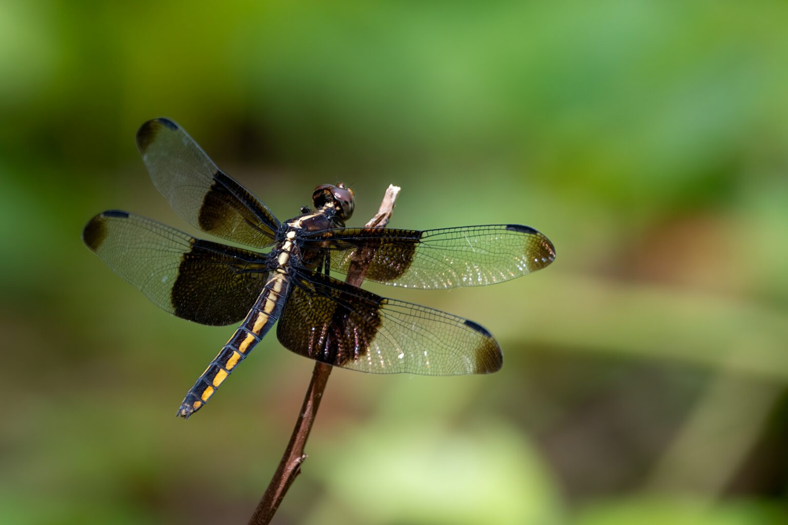 How to Attract Dragonflies to Your Garden - Jessecology