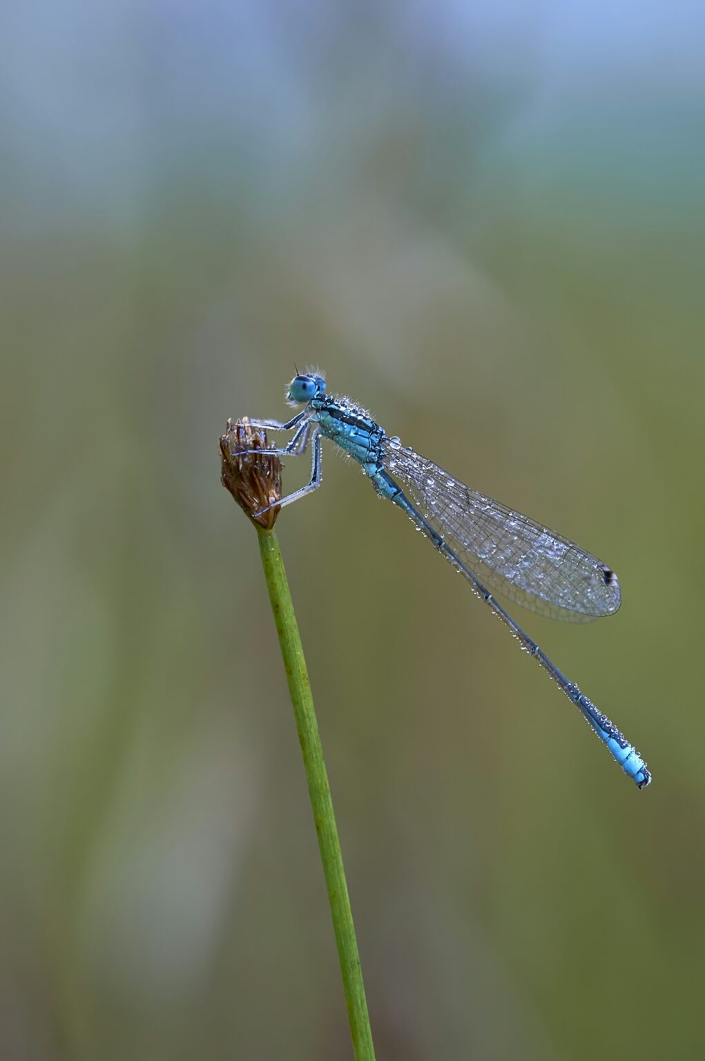 How to Attract Dragonflies to Your Garden - Jessecology