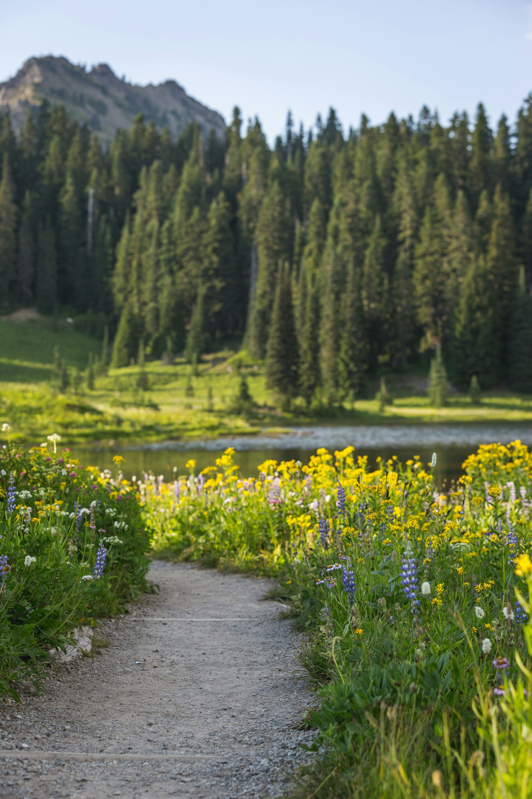 Meadowscaping for Biodiversity - Jessecology