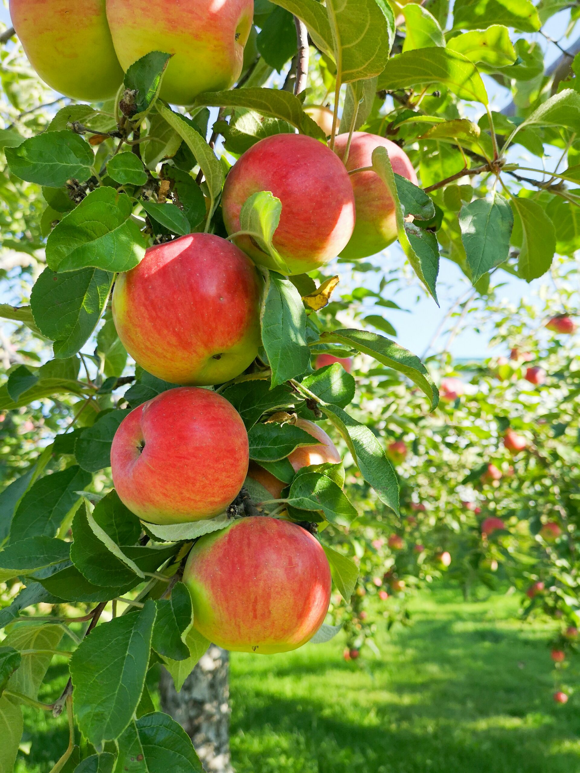 Planting Apple Orchards - Jessecology