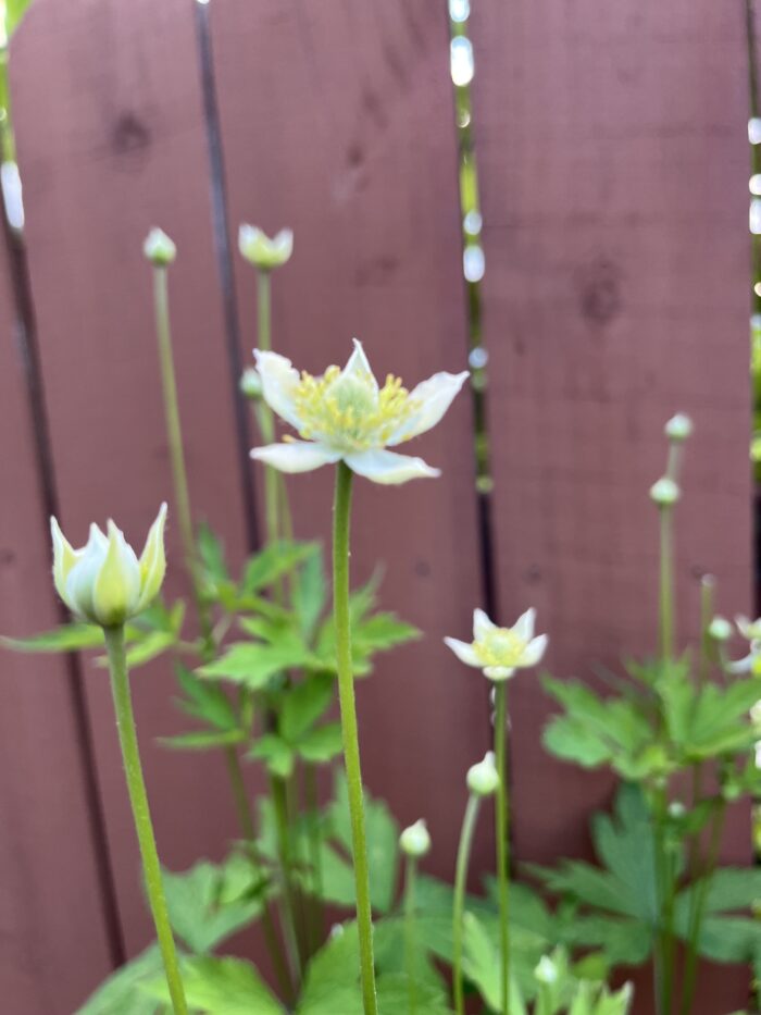 Thimbleweed (Anemone virginiana) - Jessecology