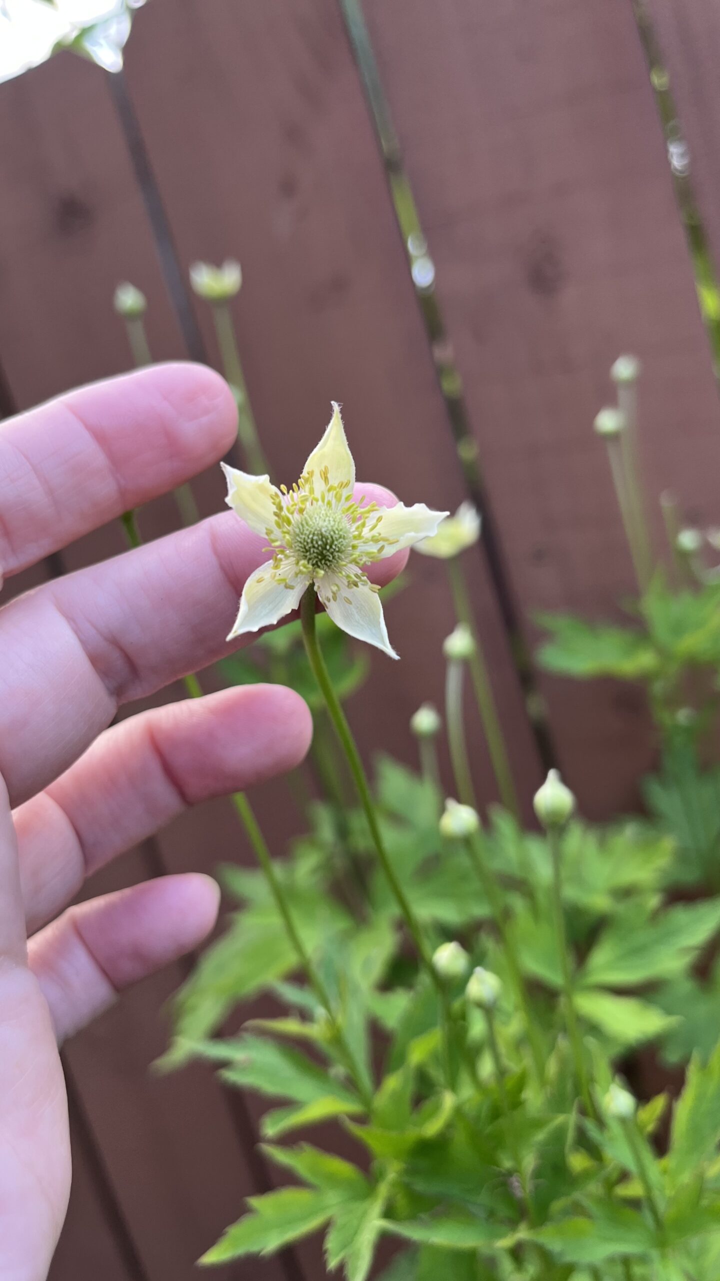 Thimbleweed (Anemone virginiana) - Jessecology