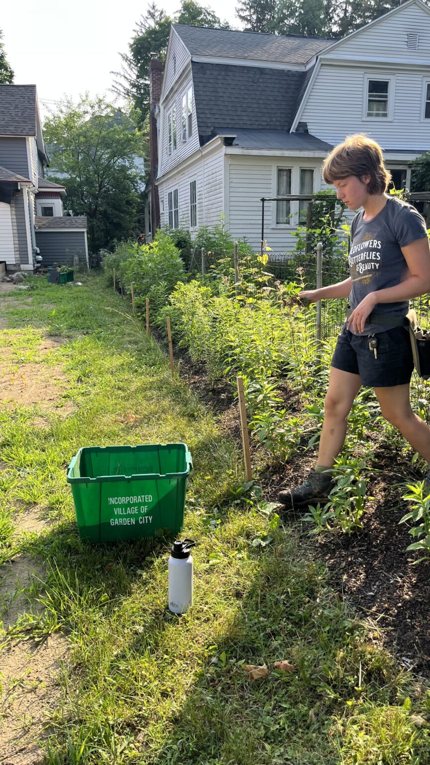 Native Plant Garden Care - Jessecology