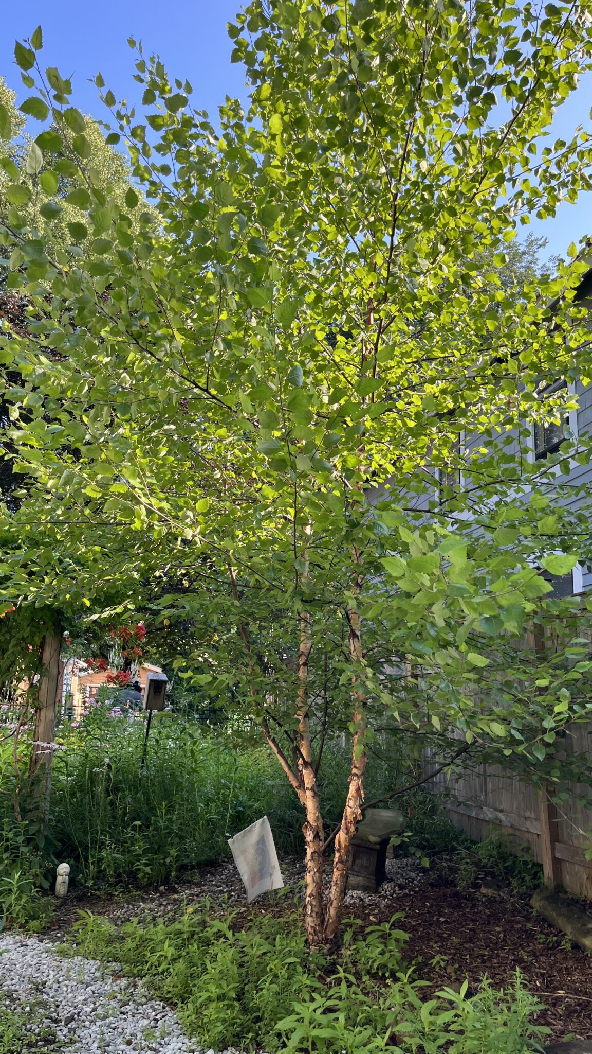 Fastest growing trees Archives - Jessecology