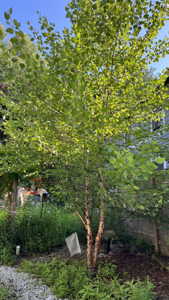 Fast Growing Trees - Jessecology