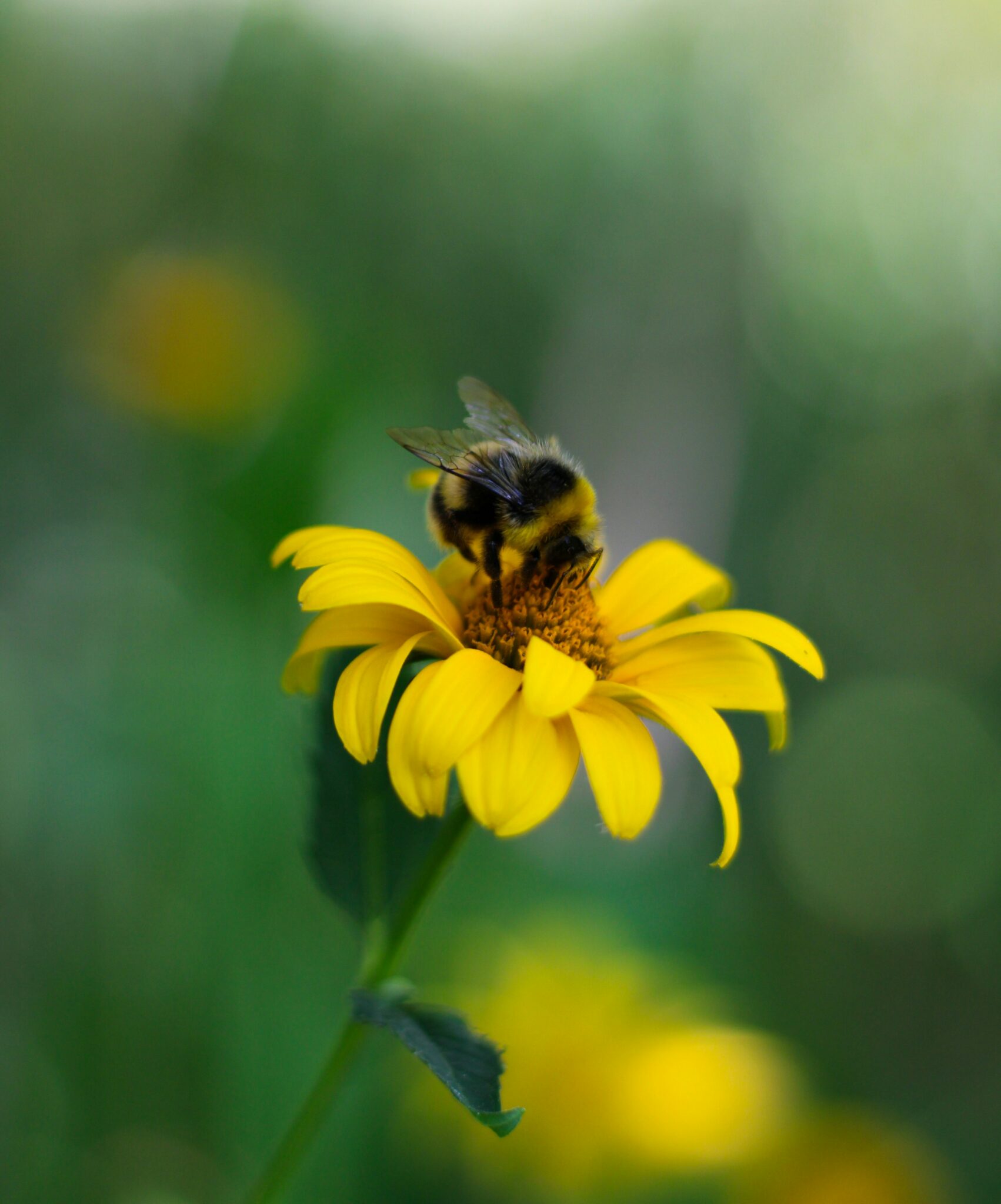 What Does Open Pollinated Mean? - Jessecology