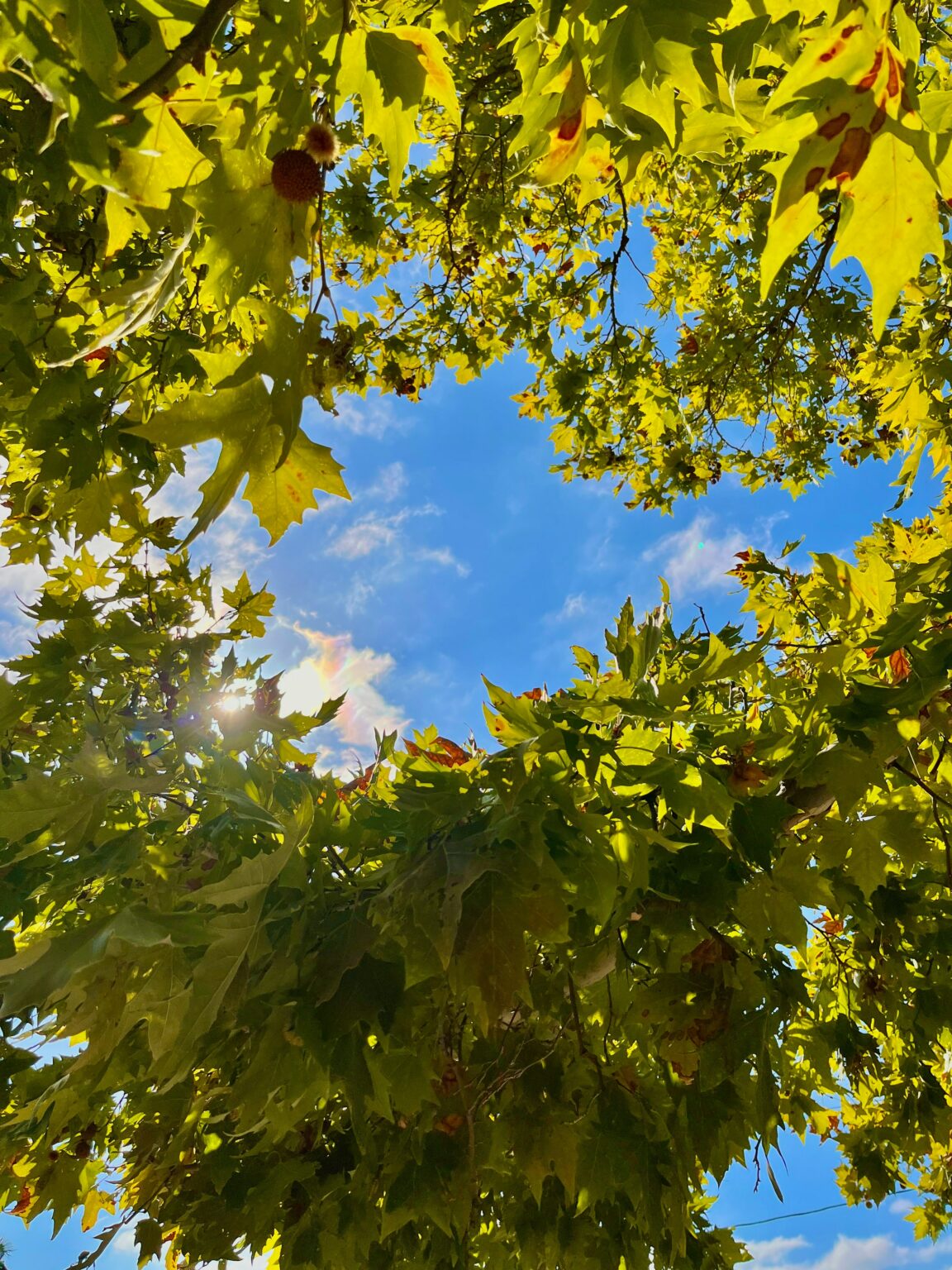 Sycamore Tree - Jessecology