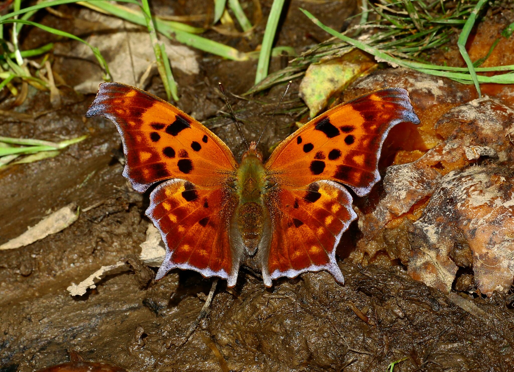 Question Mark Butterfly - Jessecology
