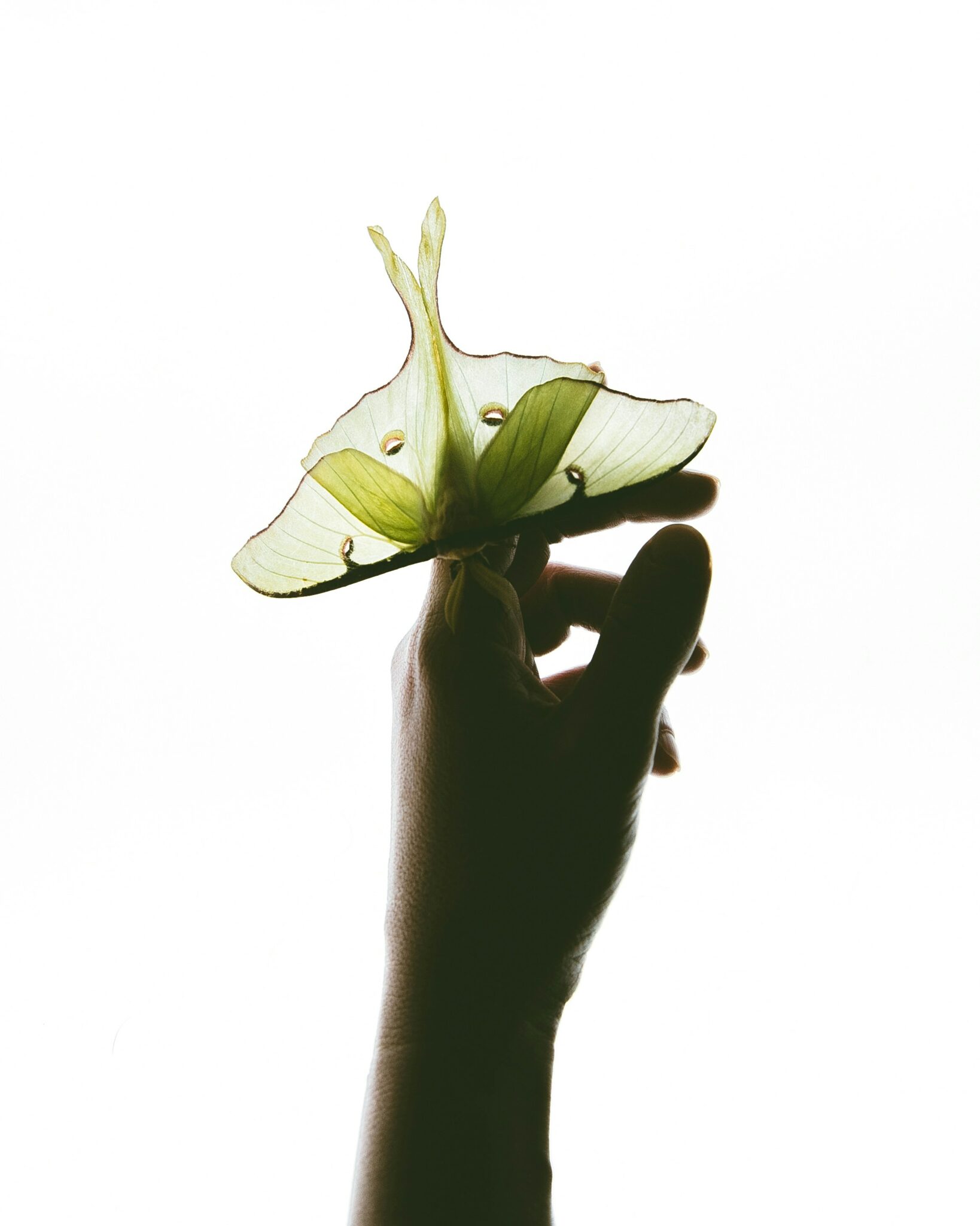 Luna Moths - Jessecology