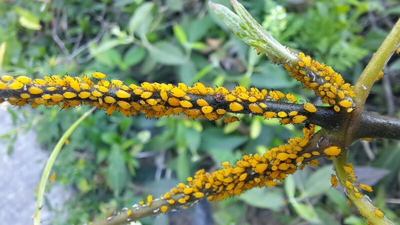Aphids on Plants - Jessecology